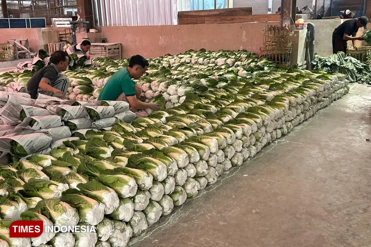Kualitas Terbaik, Petani Kota Batu Kirim Berton-ton Sawi Putih ke Luar ...